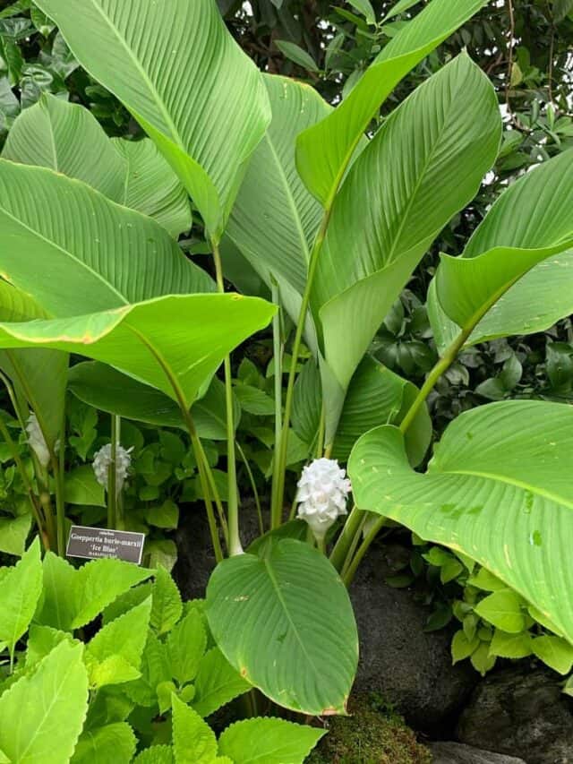 Types of Calathea: Overview of 39 Varieties of Calathea to Grow!