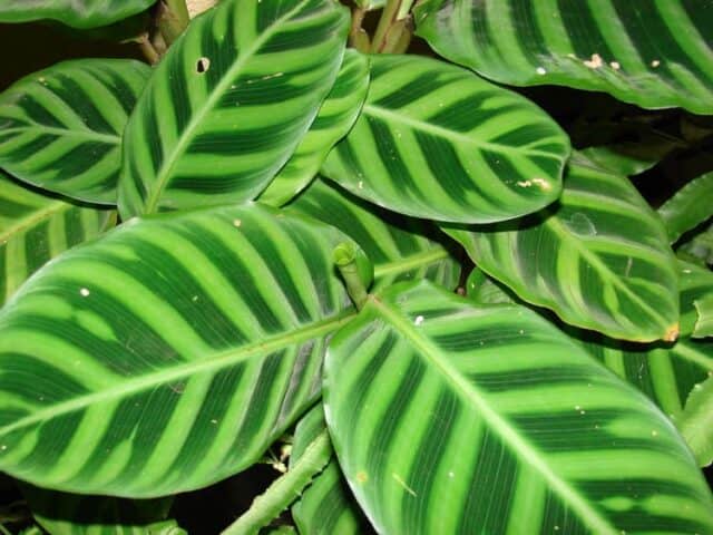 Types of Calathea: Overview of 39 Varieties of Calathea to Grow!