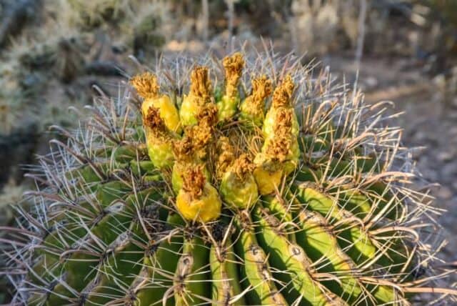 Cactus You Can Eat: Grow Your Own Edible Cactus Plants