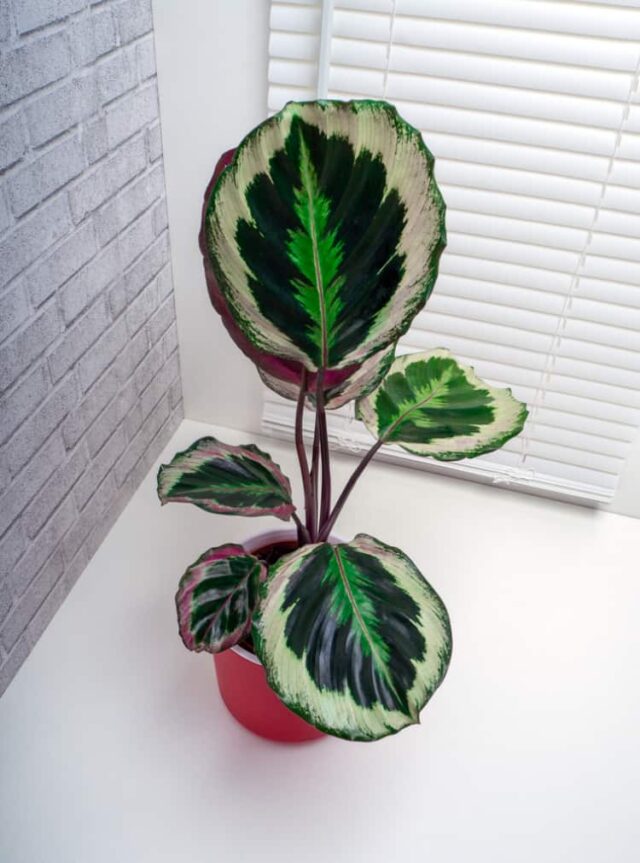Calathea Medallion Care: Successful Plant Growing Guide 2025