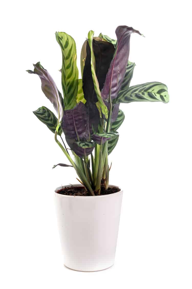 Types of Calathea: Overview of 39 Varieties of Calathea to Grow!