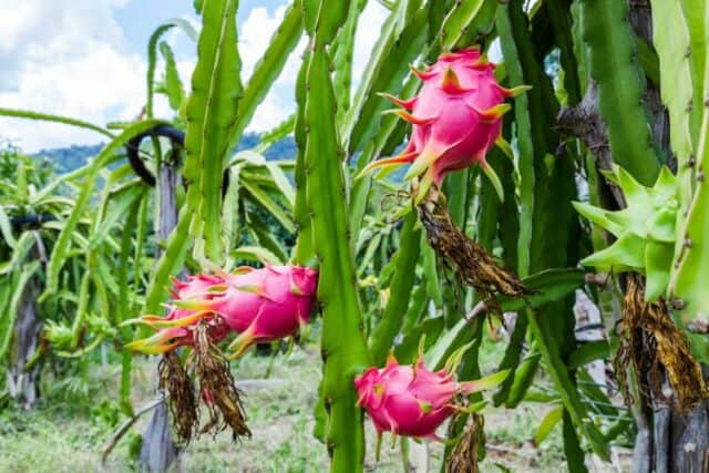 Cactus You Can Eat: Grow Your Own Edible Cactus Plants