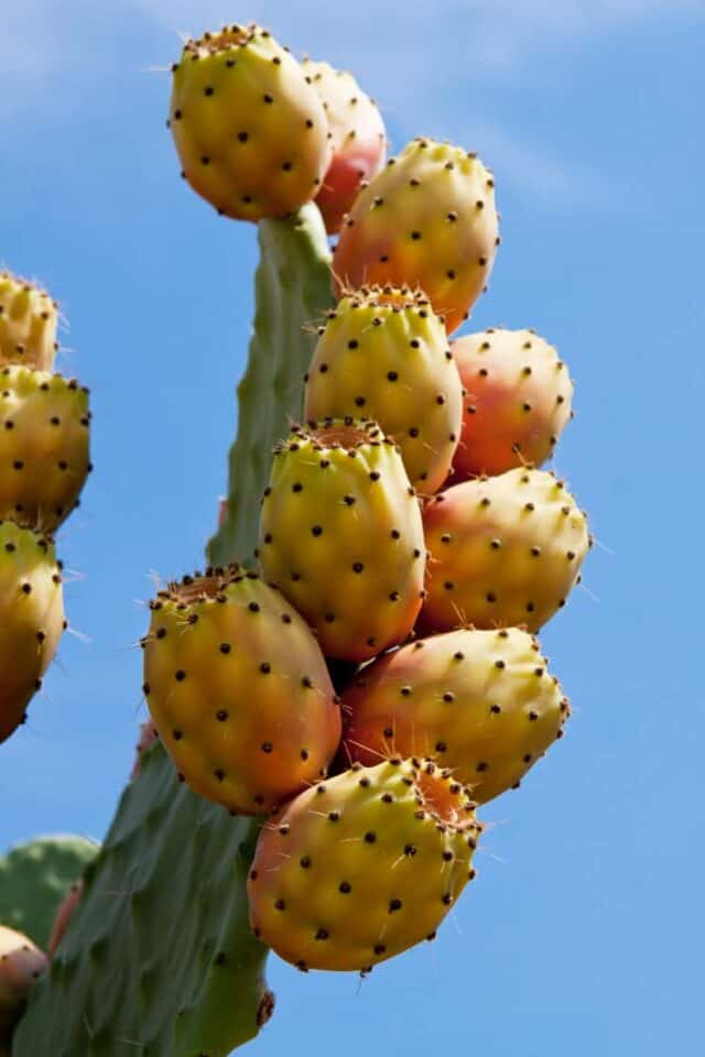 Cactus You Can Eat: Grow Your Own Edible Cactus Plants