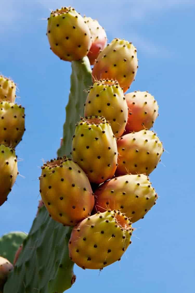 Cactus You Can Eat: Grow Your Own Edible Cactus Plants