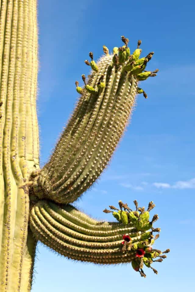 Cactus You Can Eat: Grow Your Own Edible Cactus Plants