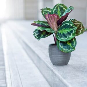 Types of Calathea: Overview of 39 Varieties of Calathea to Grow!