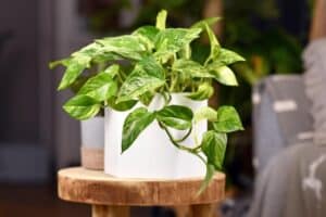 Marble Queen Pothos Care: Successful Plant Growing Guide