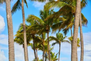 Coconut Tree vs Palm Tree: Do Coconuts Grow on Palm Trees?
