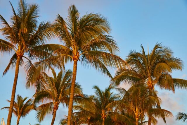 Coconut Tree vs Palm Tree: Do Coconuts Grow on Palm Trees?