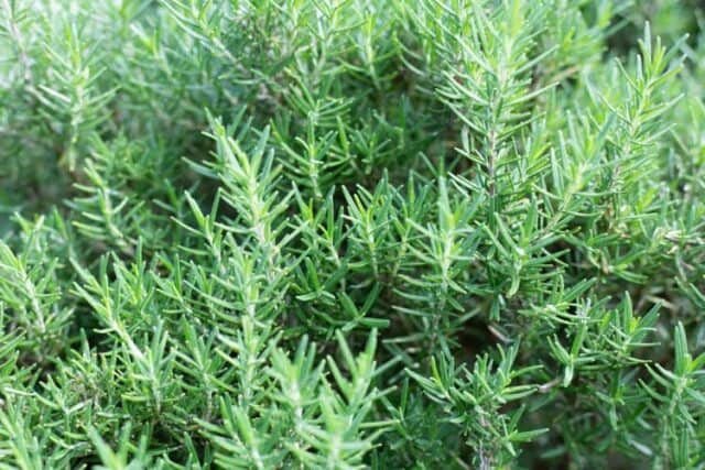 Plants That Look Like Rosemary