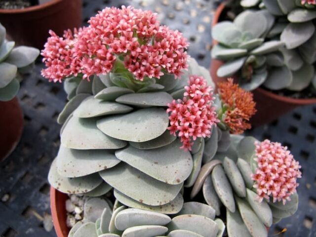 16 Succulents with Red Flowers – The Most Popular to Buy