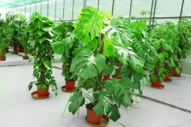 The Best Monstera Soil: How To Make Your Plant Thrive