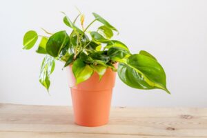 Why Are My Philodendron Leaves Drooping? Main Causes and Fixes