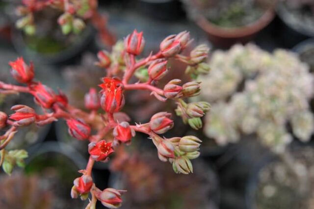 16 Succulents with Red Flowers – The Most Popular to Buy