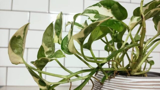 Snow Queen Pothos Care: Ultimate Plant Growing Guide