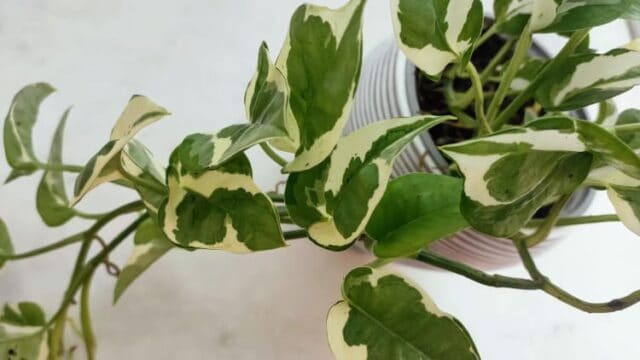 Snow Queen Pothos Care: Ultimate Plant Growing Guide