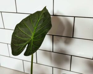 Alocasia Regal Shield Care: The Ultimate Plant Growing Guide