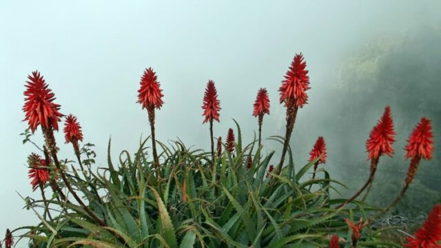 Aloe Vera Flower: Grow and Care For Aloe Plant Flowers