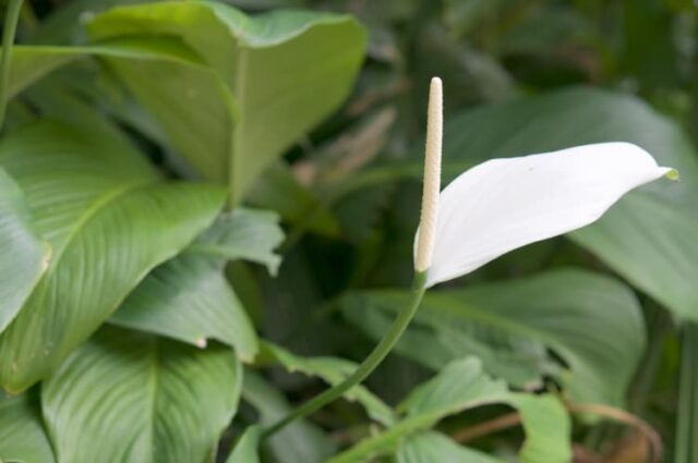 Peace Lily Root Rot: How To Treat And Prevent This Disease