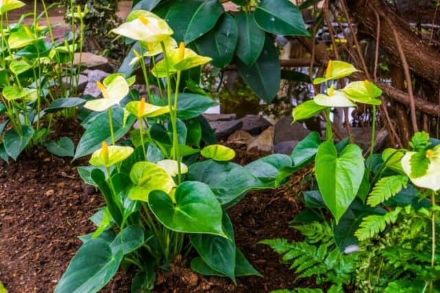 Peace Lily Root Rot: How To Treat And Prevent This Disease