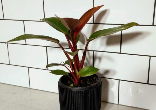 Philodendron Red Congo Care: The Rogo Congo Plant Growing Guide
