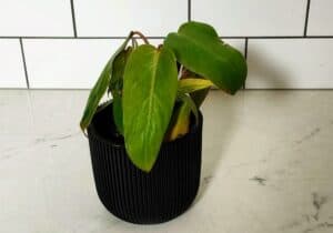 Philodendron Painted Lady Care: The Ultimate Plant Growing Guide