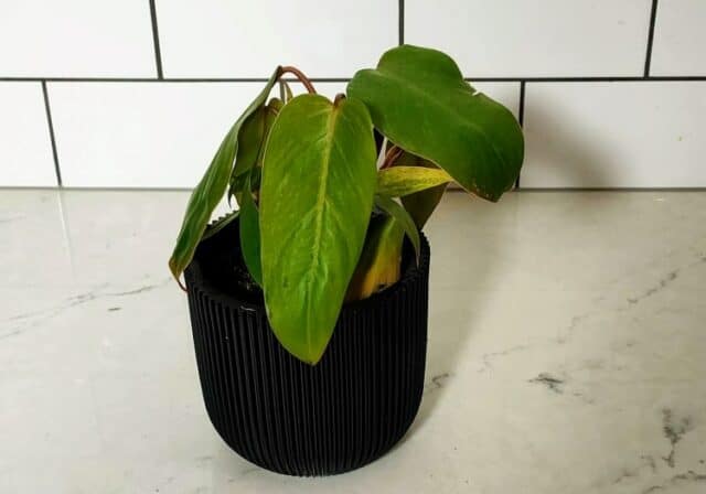 Philodendron Painted Lady Care: The Ultimate Plant Growing Guide