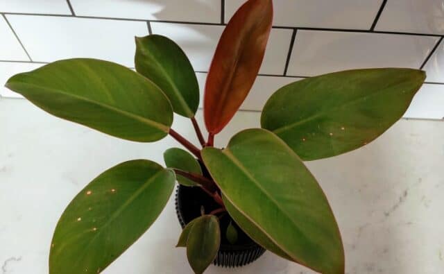 Philodendron Red Congo Care: The Rogo Congo Plant Growing Guide