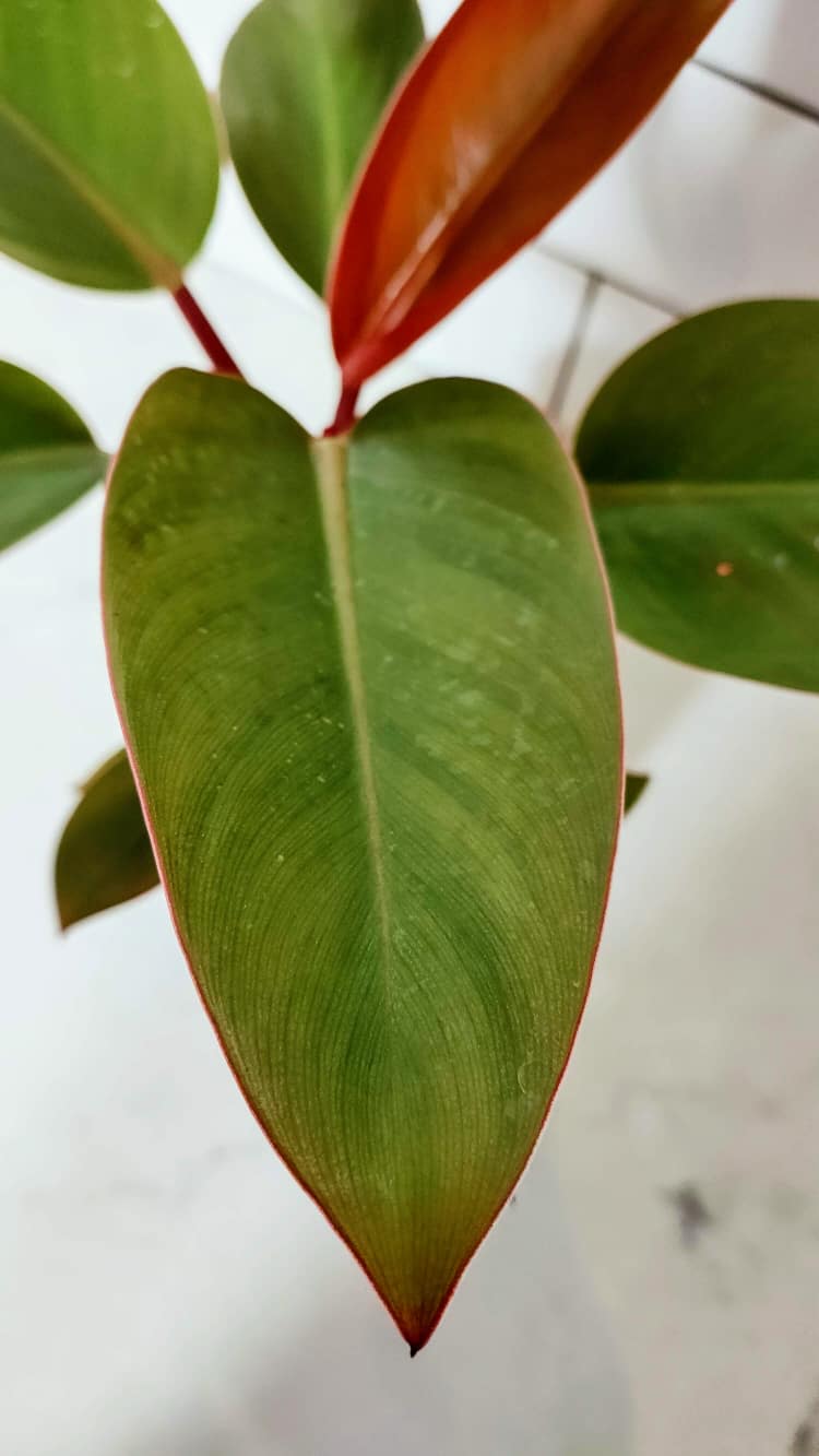 Philodendron Red Congo Care: The Rogo Congo Plant Growing Guide