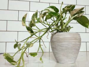 The Best Pothos Soil Mix: Recipe for a Healthy Plant