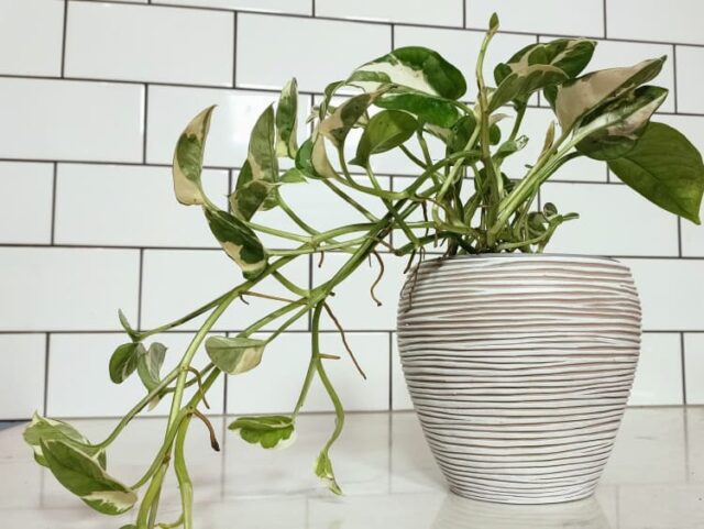 Snow Queen Pothos Care: Ultimate Plant Growing Guide