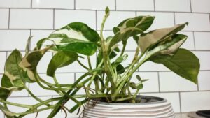 Snow Queen Pothos Care: Ultimate Plant Growing Guide