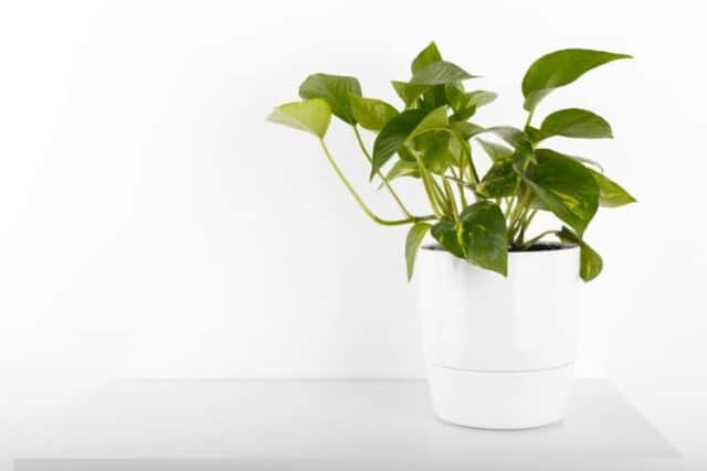 How to Fix an Overwatered Pothos: Tips To Correct This Problem