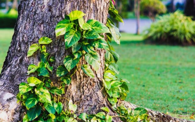 The Best Plants that Grow On Trees: The Ultimate Guide