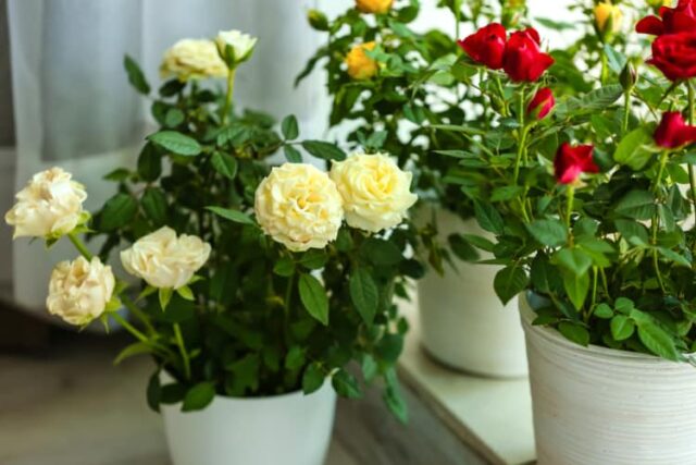 How Often to Water Roses in Pots? Best Practices for Gardeners