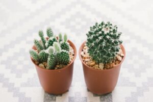 How to Save an Overwatered Cactus: How to Identify and Fix this Problem