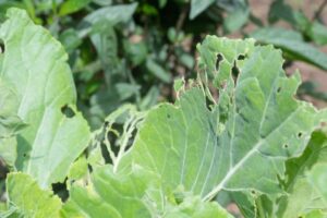Are Your Broccoli Leaves Being Eaten? Here's What To Do