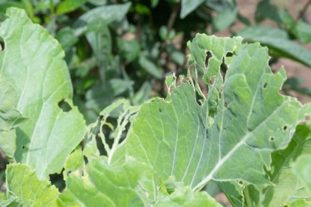 Are Your Broccoli Leaves Being Eaten? Here's What To Do
