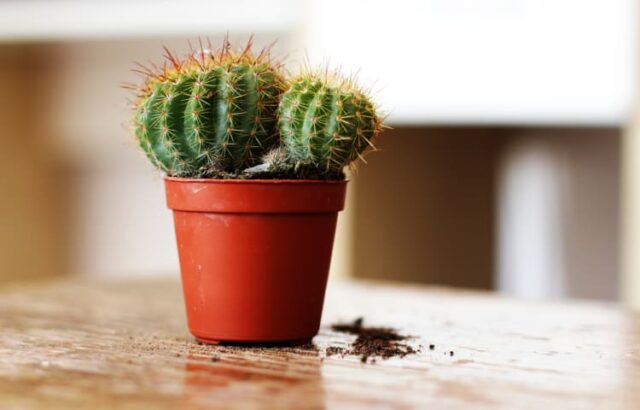 How to Save an Overwatered Cactus: How to Identify and Fix this Problem