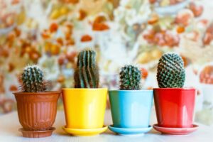 How to Save an Overwatered Cactus: How to Identify and Fix this Problem