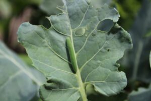 How Often to Water Broccoli: The Complete Guide