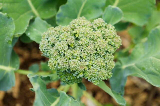 How Often to Water Broccoli: The Complete Guide