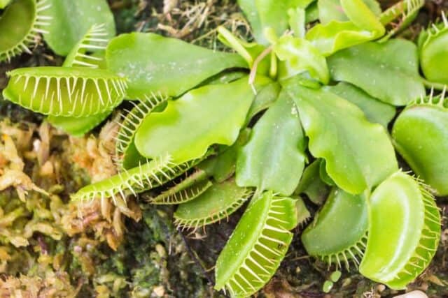 13 Powerful Plants That Repel Flies Naturally