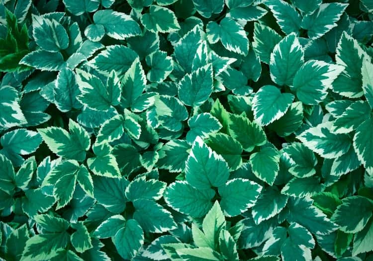 25 Best Plants that Spread Quickly (Covers a Lot of Ground)