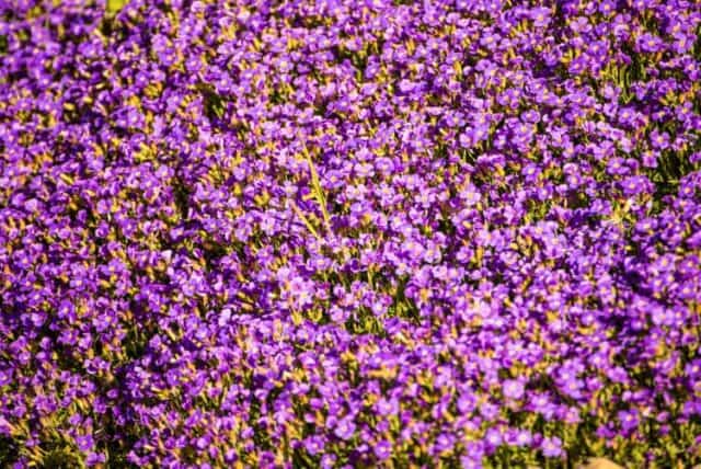 25 Best Plants that Spread Quickly (Covers a Lot of Ground)