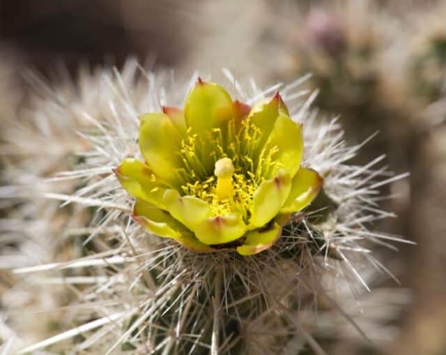 How Often Does a Cactus Bloom? Steps to get your Cacti to Flower