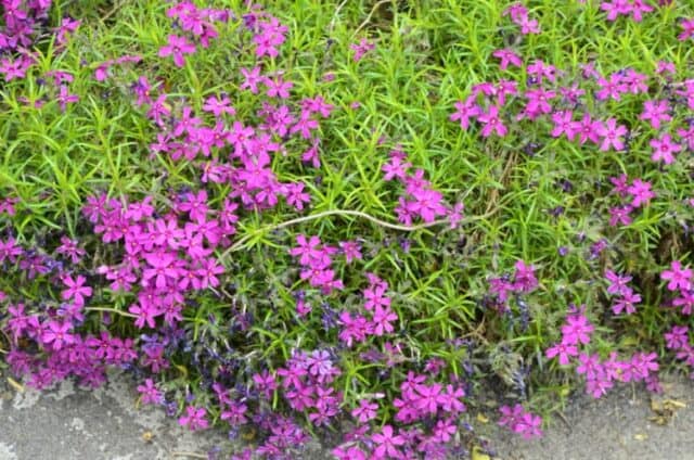 25 Best Plants that Spread Quickly (Covers a Lot of Ground)
