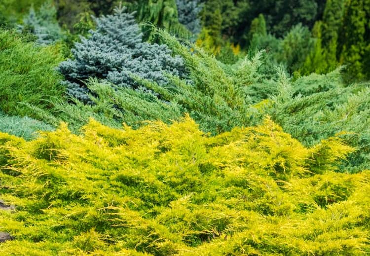 25 Best Plants that Spread Quickly (Covers a Lot of Ground)