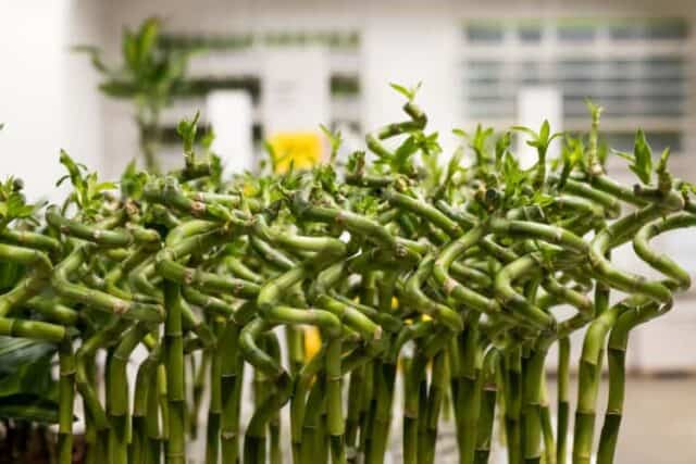 Plant That Looks Like Bamboo: Photos to Identify