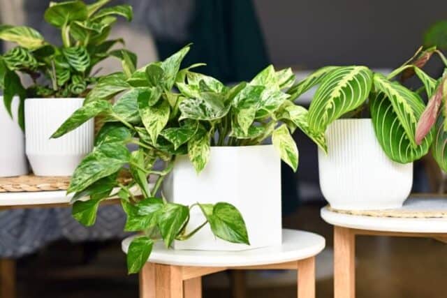 Marble Queen Pothos Care: Successful Plant Growing Guide